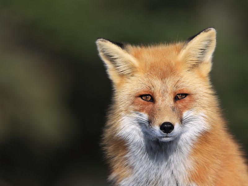 Wild Red Fox Vixen in Ontario, Canada. | Smithsonian Photo Contest ...
