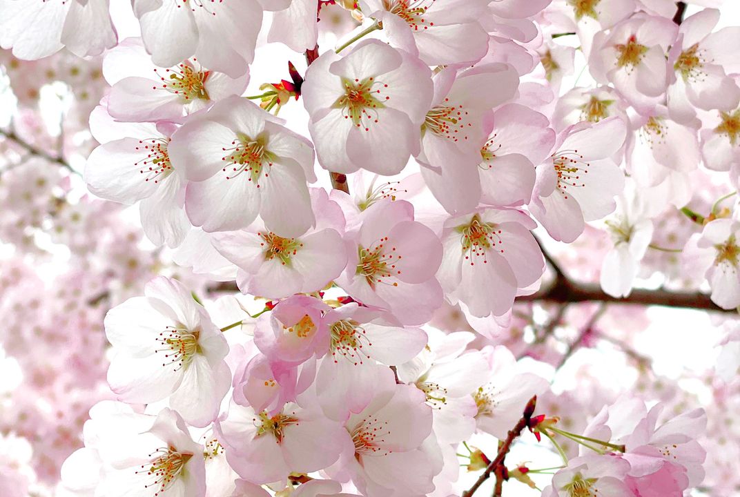 real looking cherry blossom