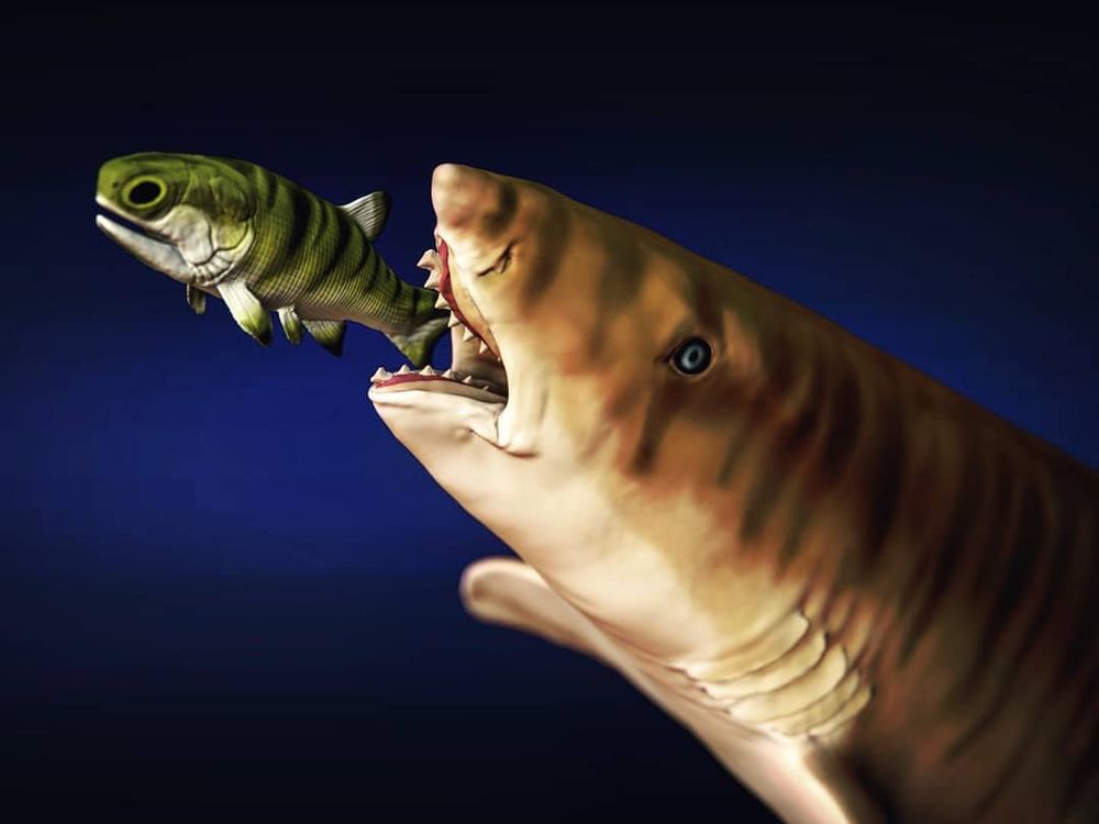 Scientists Model How Prehistoric Shark Cut Through Prey With 'Scissor Jaws'