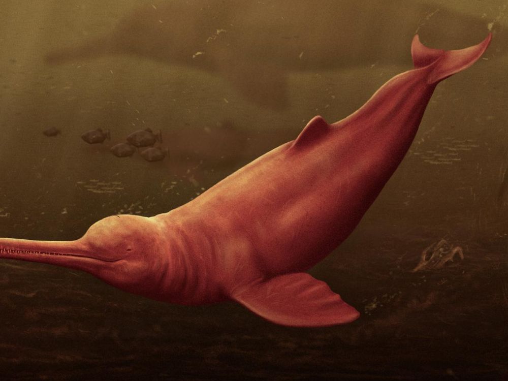 how to draw a pink river dolphin step by step