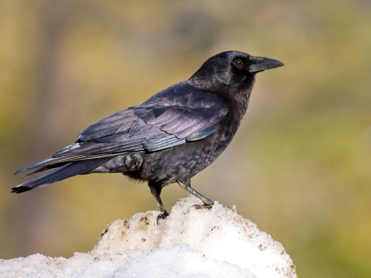 Ancient Raven