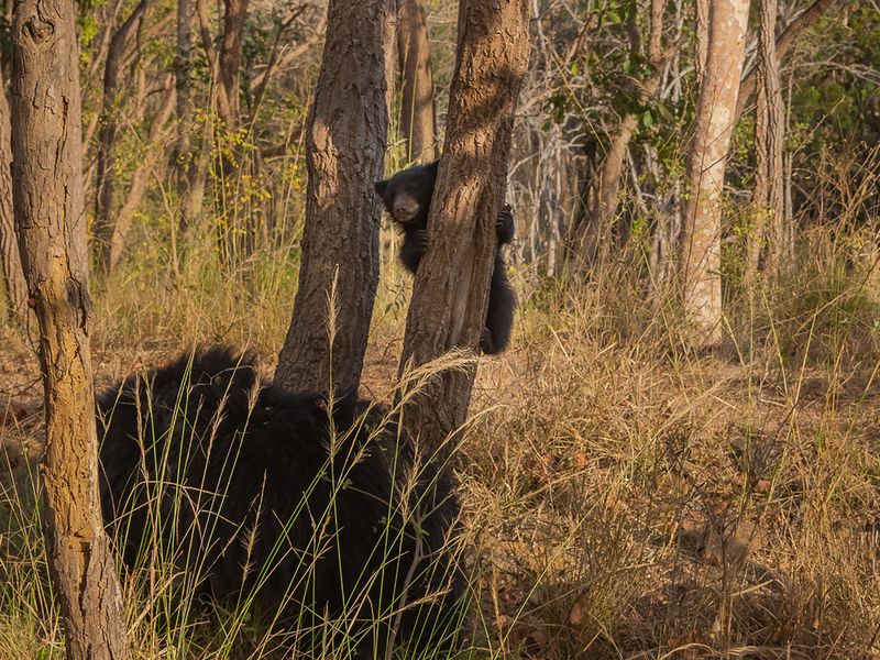 Bear on a tree | Smithsonian Photo Contest | Smithsonian Magazine