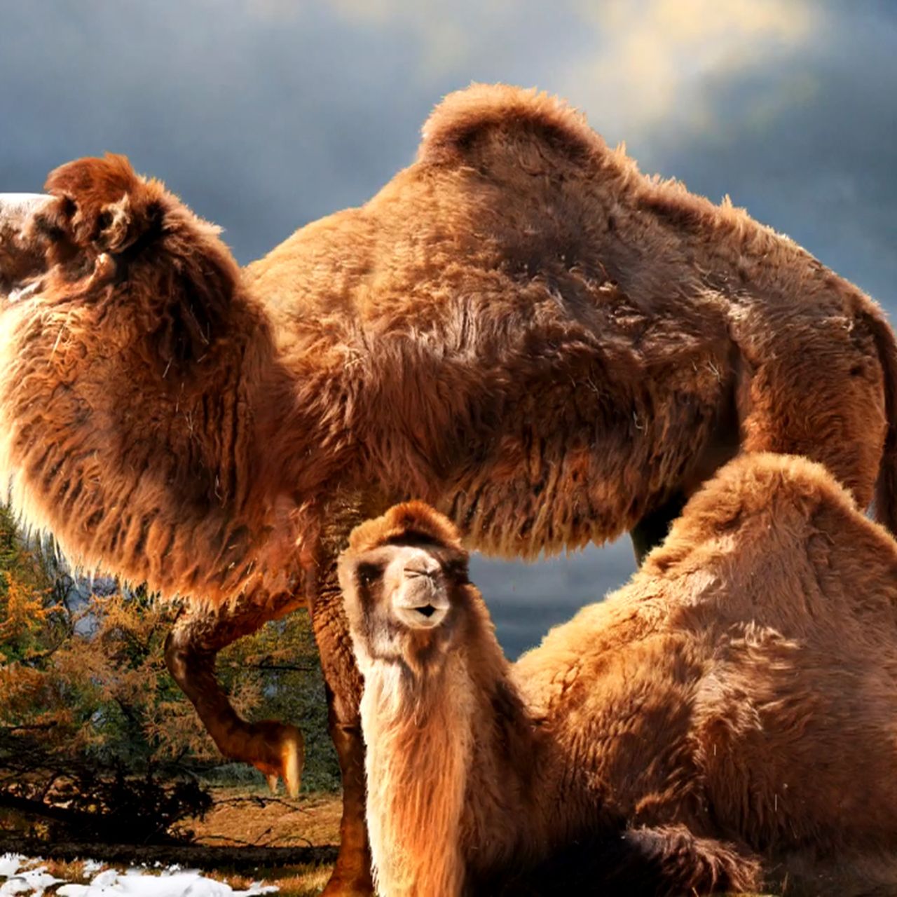 An Arctic Where Camels And Beavers Roamed Go Back 3