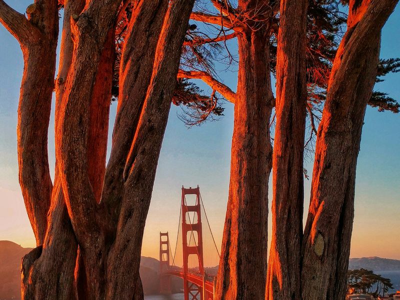 Golden gate bridge between red trees | Smithsonian Photo Contest ...