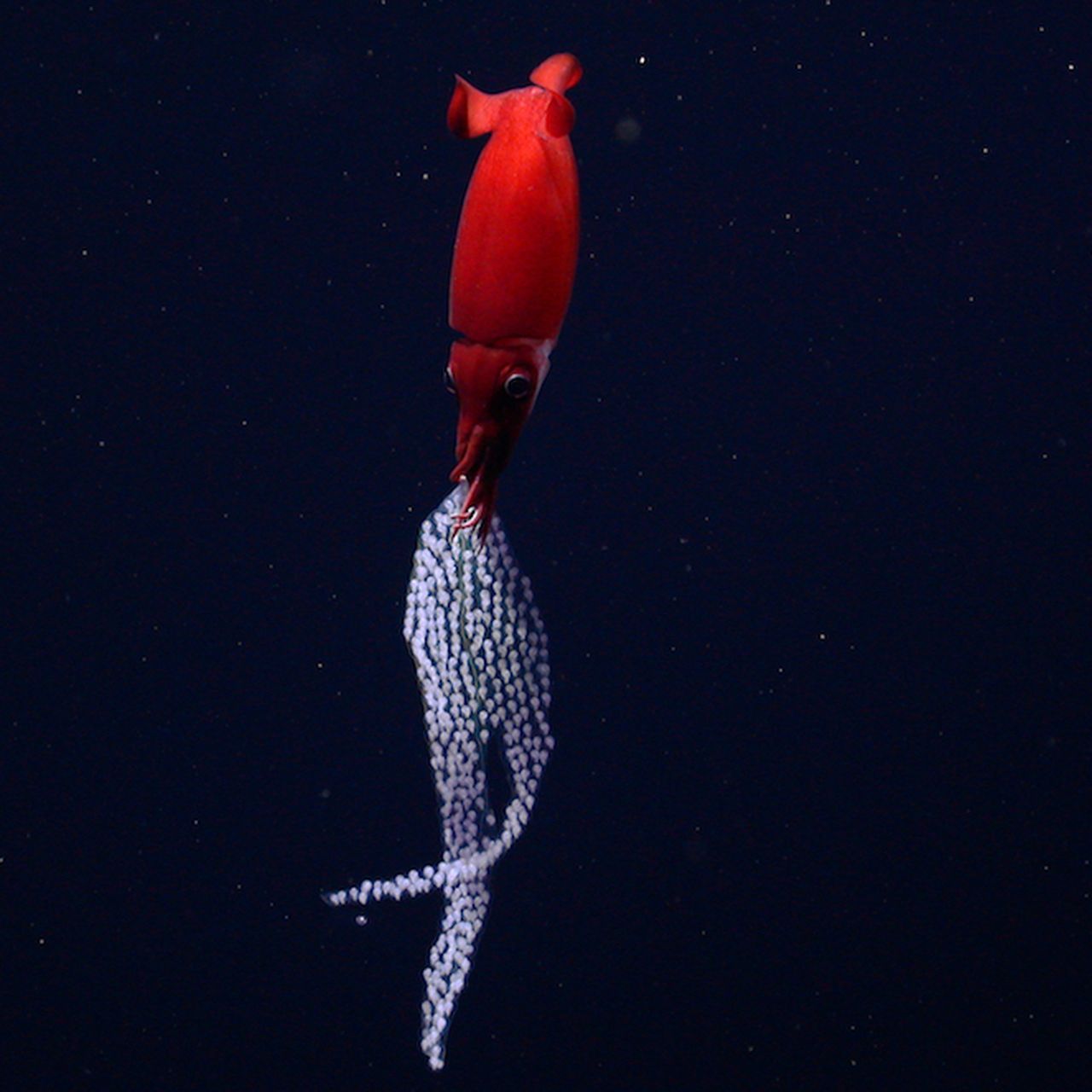 deep sea squid brooding eggs