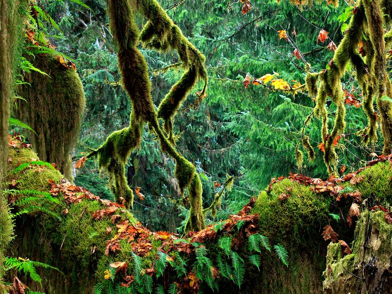 Trees in Olympic NP | Smithsonian Photo Contest | Smithsonian Magazine