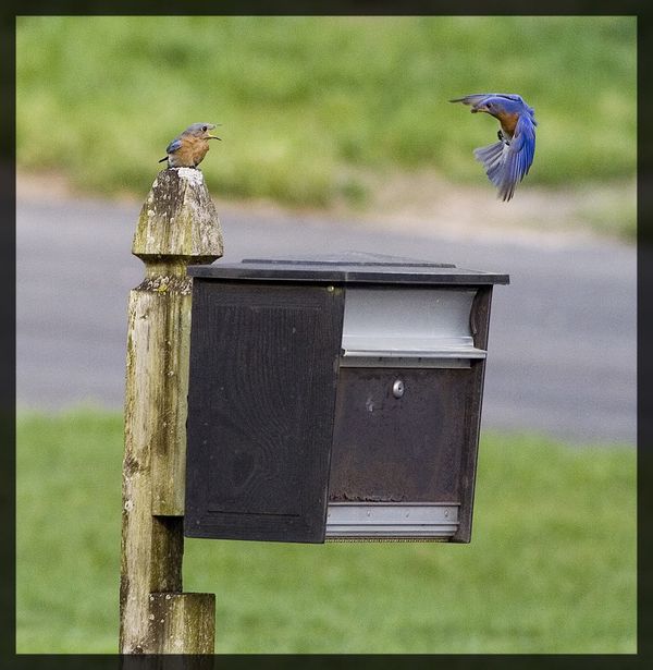 Latest mailbox Photos | Smithsonian Photo Contest | Smithsonian Magazine