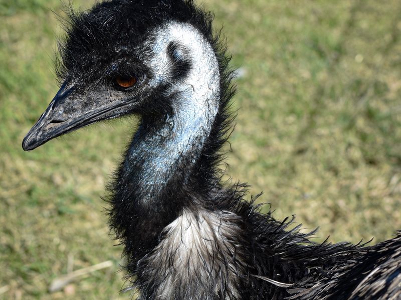 Emu in a park | Smithsonian Photo Contest | Smithsonian Magazine