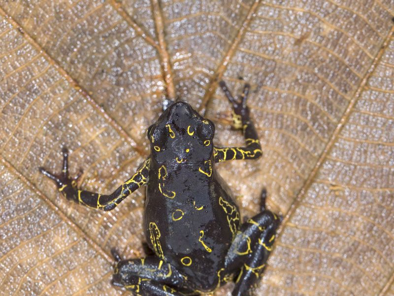 An emblematic toad from Surinam | Smithsonian Photo Contest ...
