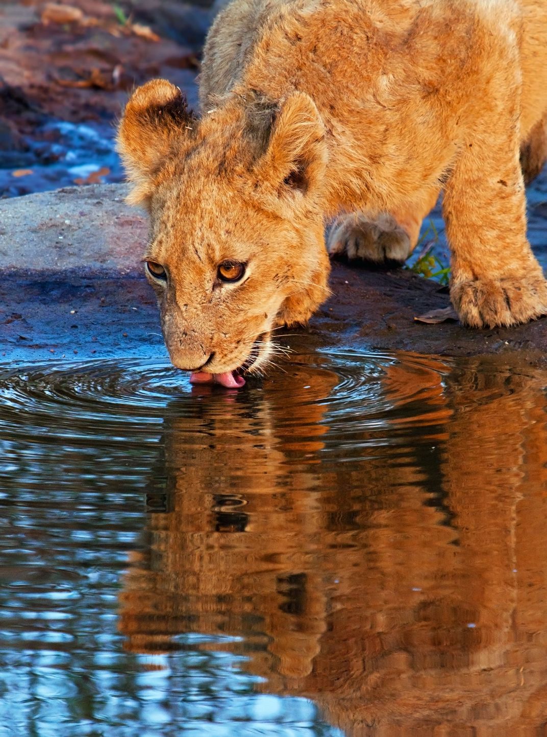 A thirsty lion cub sips water, after a night of feeding, as the sun ...