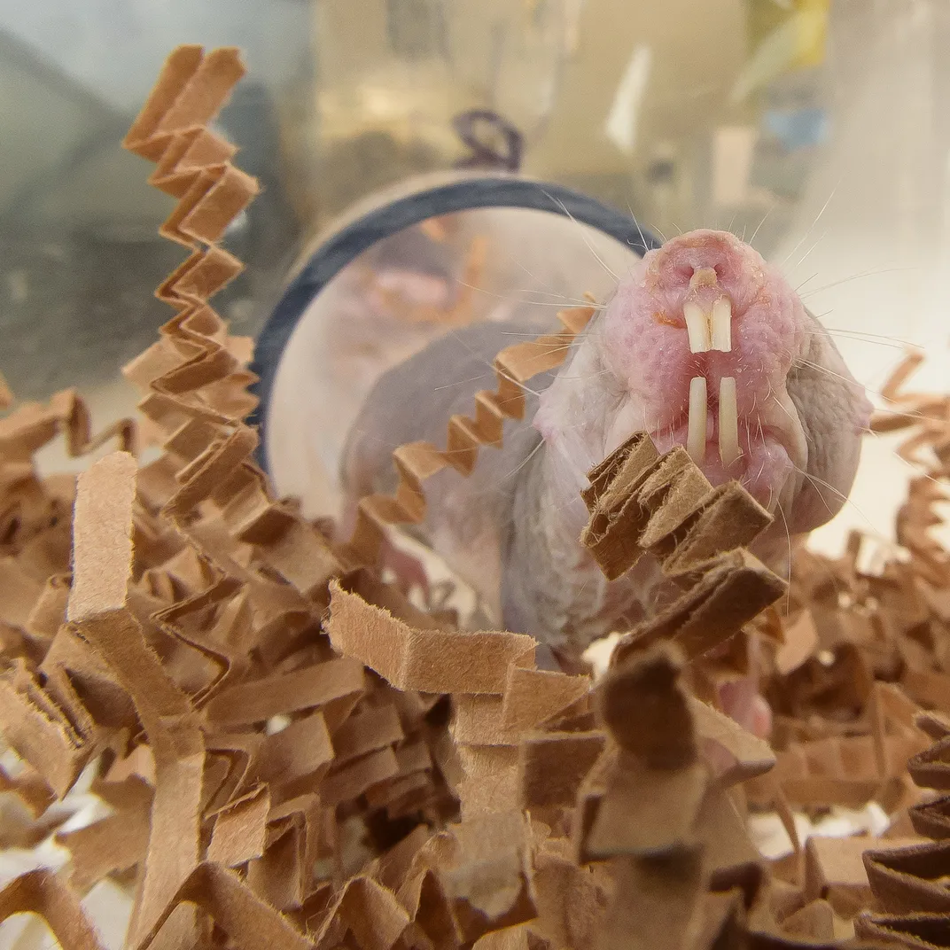 Naked Mole-Rats Prefer Low-Oxygen Air That Would Kill Most Mammals ...