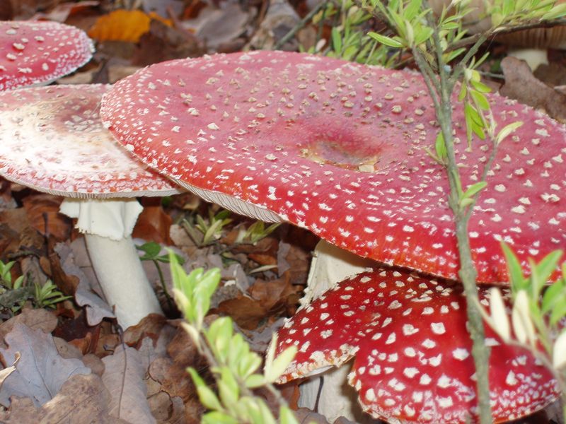 Magic mushrooms | Smithsonian Photo Contest | Smithsonian Magazine