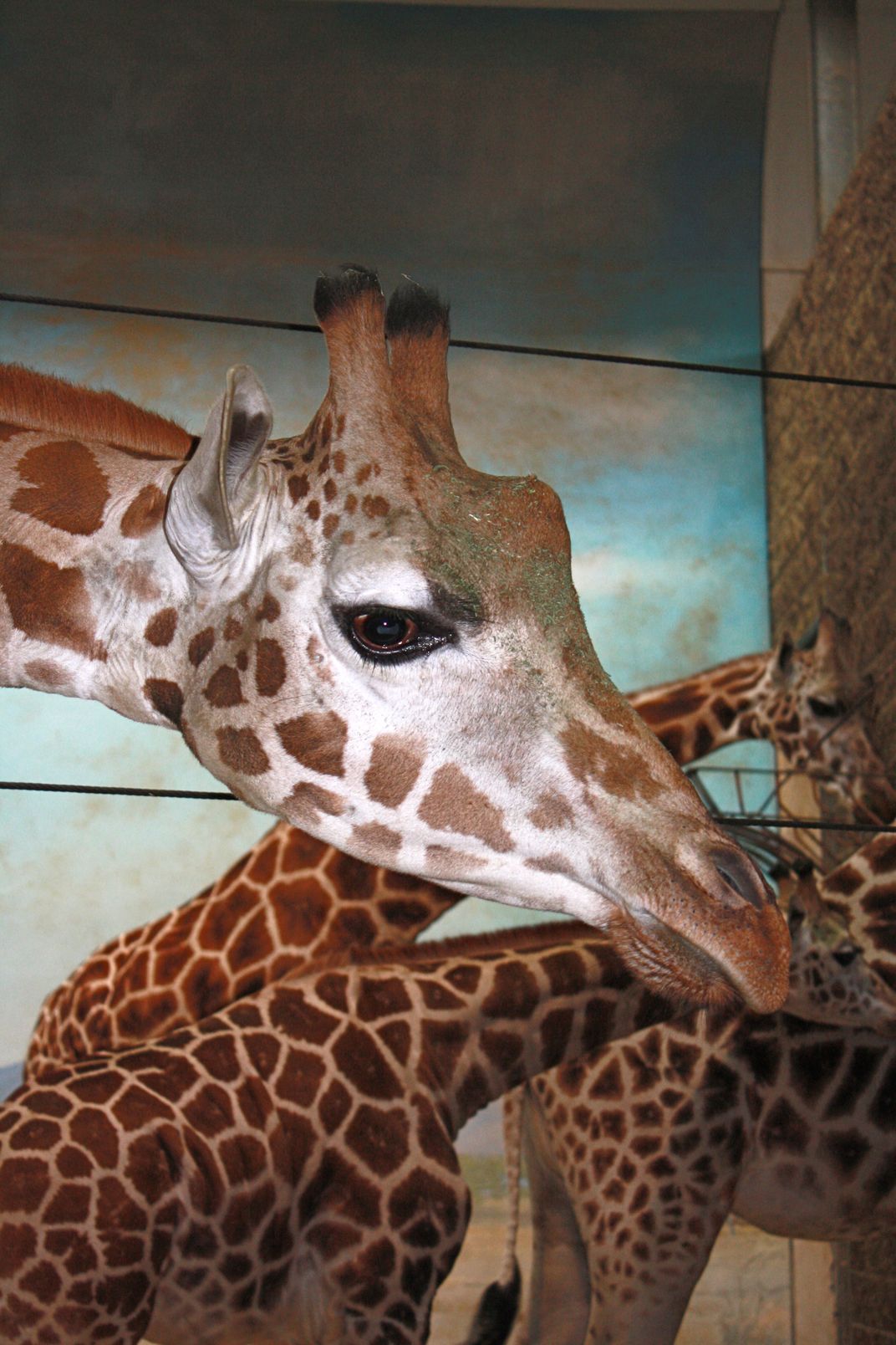 With its eye lined in black like Ancient Egyptian Queen Nefertiti's ...