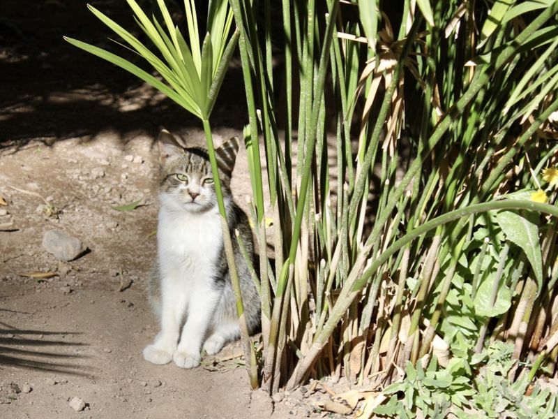Jungle Cat | Smithsonian Photo Contest | Smithsonian Magazine