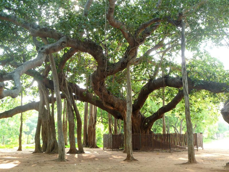 300-Year Old Banyan Tree. | Smithsonian Photo Contest | Smithsonian ...