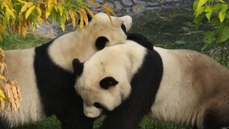 Pandas Cuddling