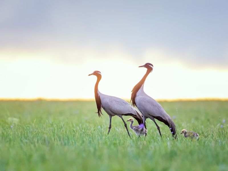 Crane Family 2 | Smithsonian Photo Contest | Smithsonian Magazine