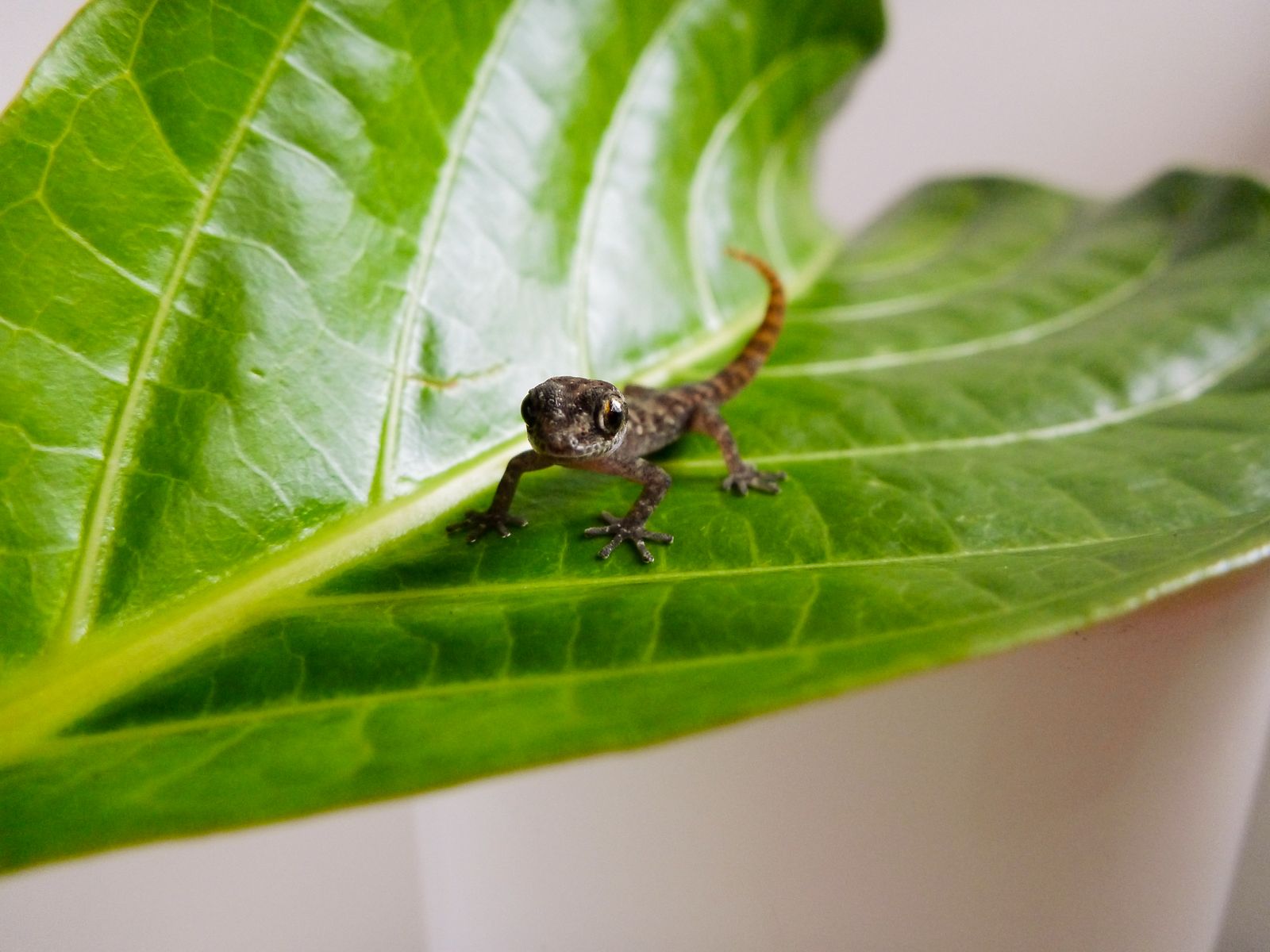 Small, Secretive Gecko Rediscovered in the Galápagos After Scientists ...