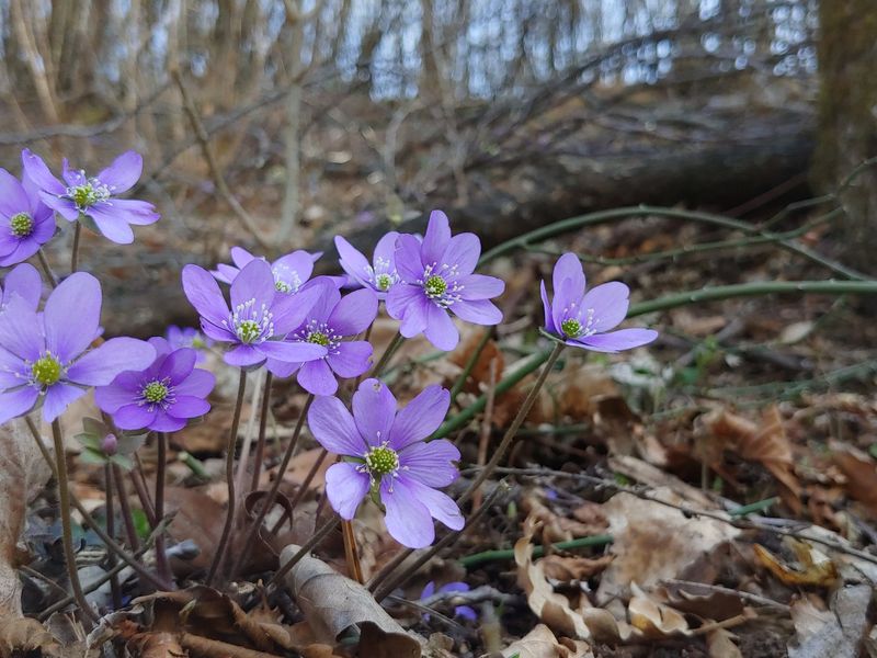 Liver leaf flowers | Smithsonian Photo Contest | Smithsonian Magazine