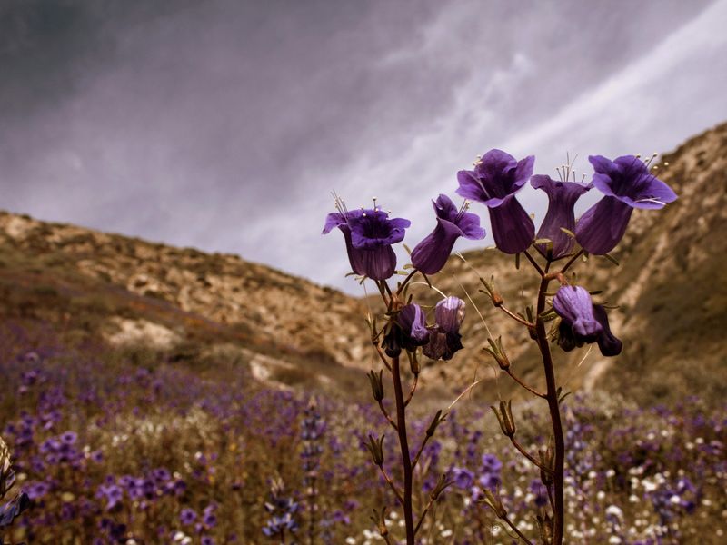 Perfect storm of wildflower superbloom | Smithsonian Photo Contest ...