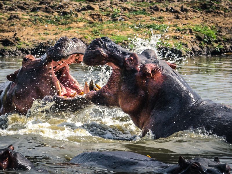 A Hippo War at Selous Game park Tanzania | Smithsonian Photo Contest ...