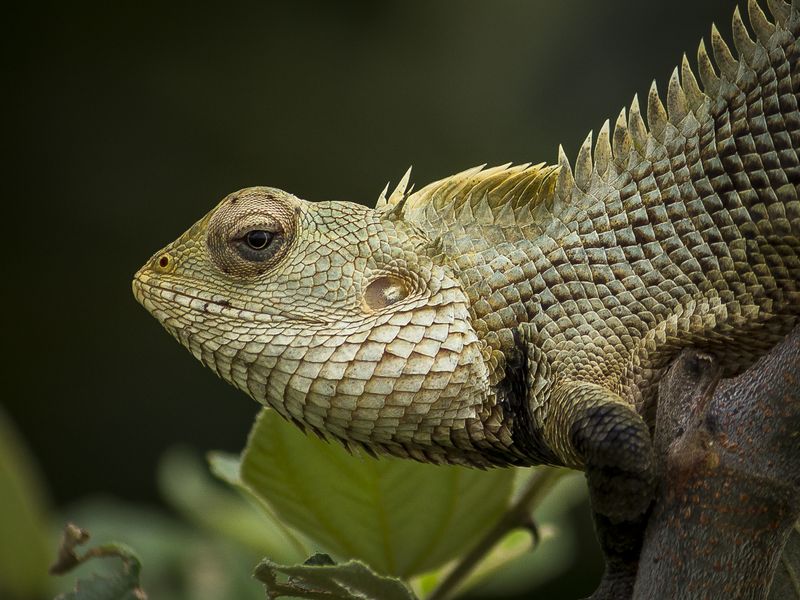 Portrait of a Lizard | Smithsonian Photo Contest | Smithsonian Magazine