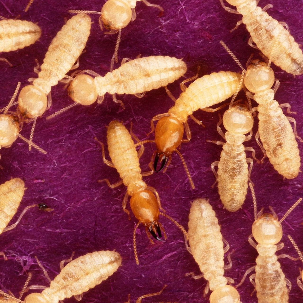 karmites