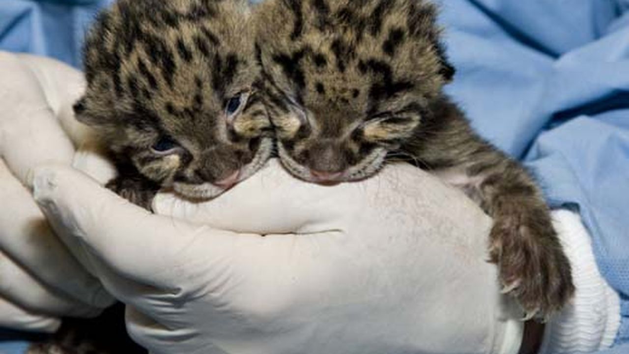 Baby Clouded Leopards Leopard Nashville Zoo Welcomes Rare Baby Clouded