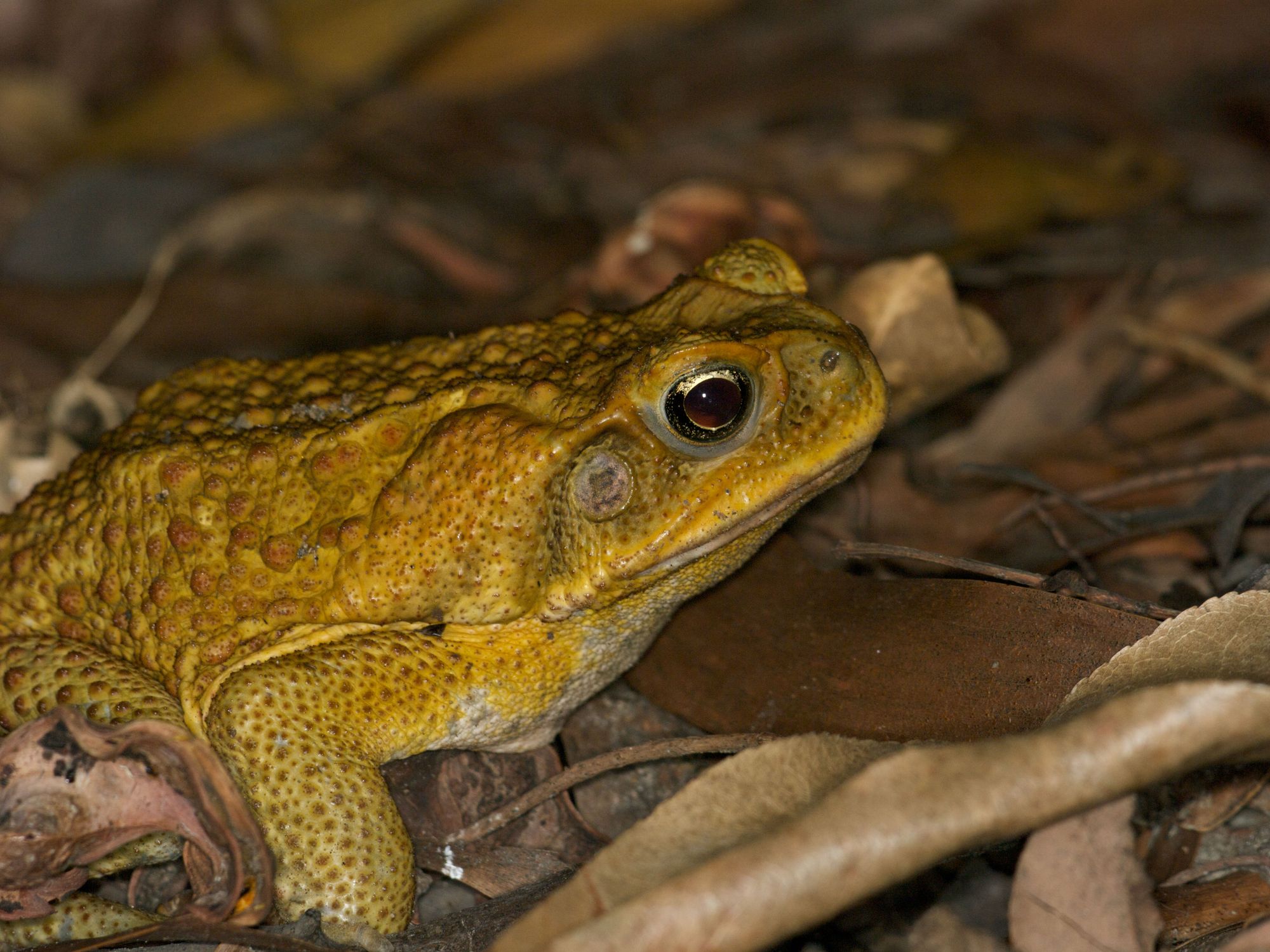 See Ten Lusty Cane Toads Latch Onto a Powerless Python