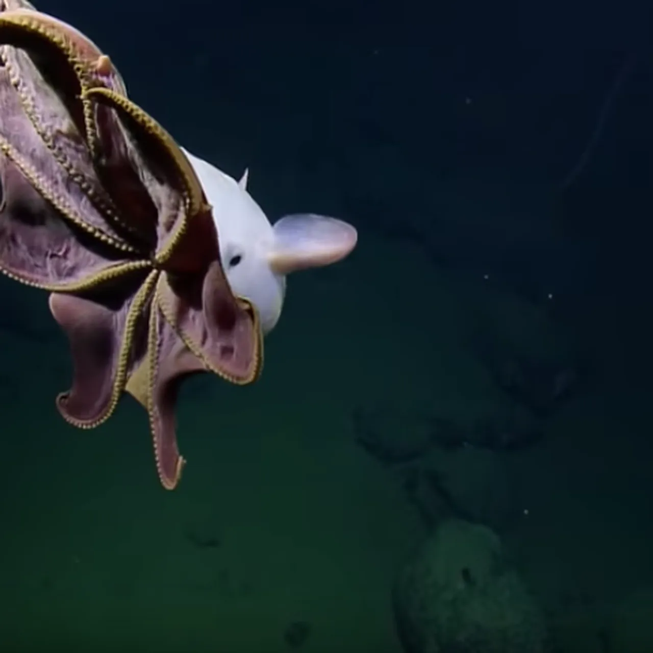 What Are Baby Dumbo Octopus Called