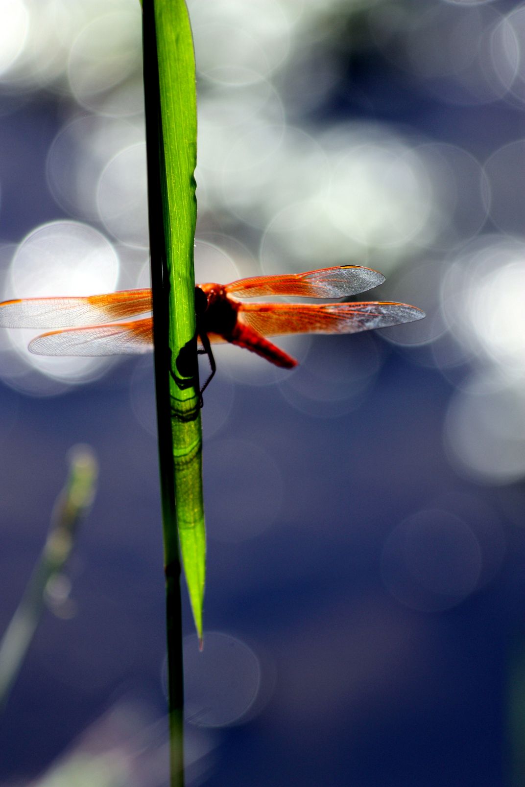 Flame Skimmer Dragonfly (Libellula saturata) | Smithsonian Photo ...