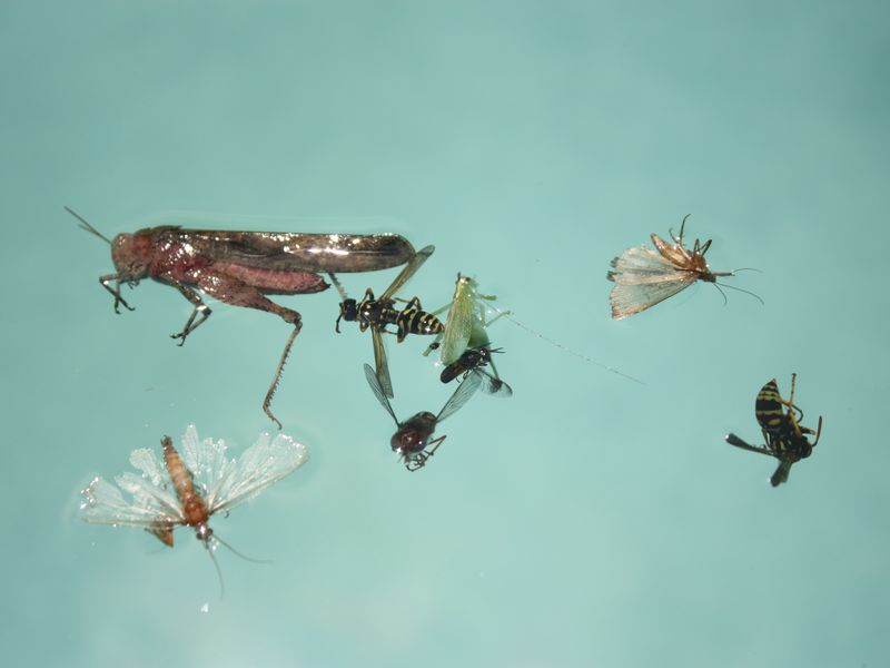 dead bugs in pool, floating | Smithsonian Photo Contest | Smithsonian ...