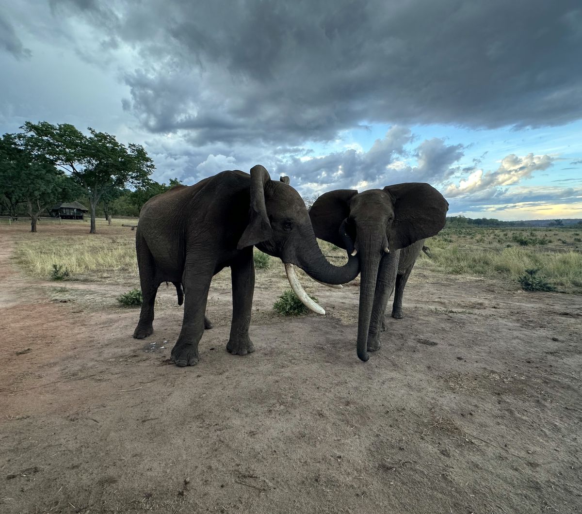 How Do Elephants Say Hello? Reunions Lead to Ear Flapping, Rumbling and ...