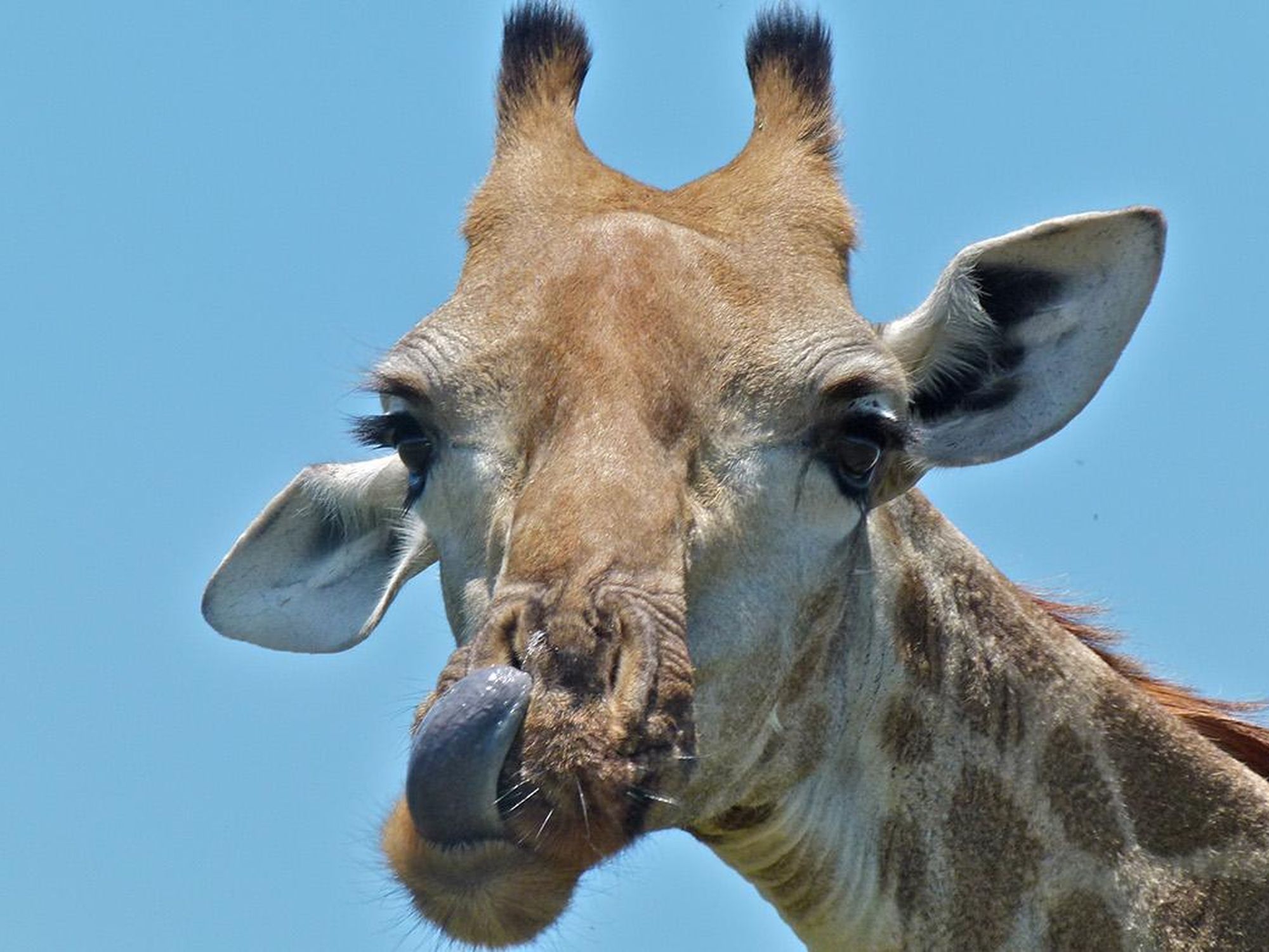 How a Tiny Worm is Irritating the Most Majestic of Giraffes