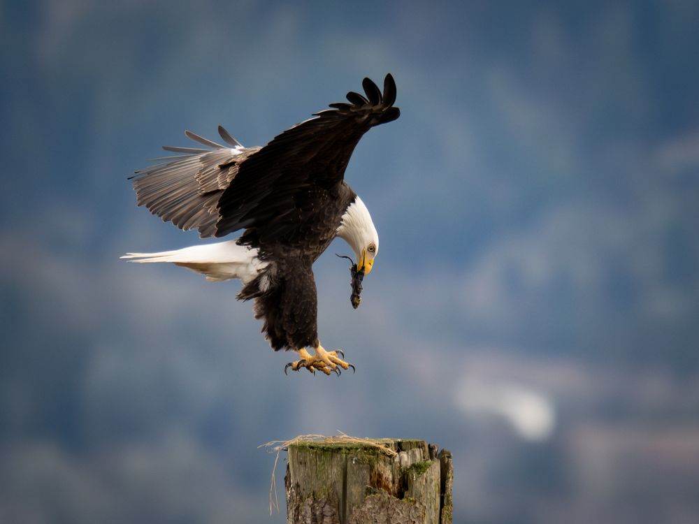 A thief returns to its lair | Smithsonian Photo Contest | Smithsonian ...