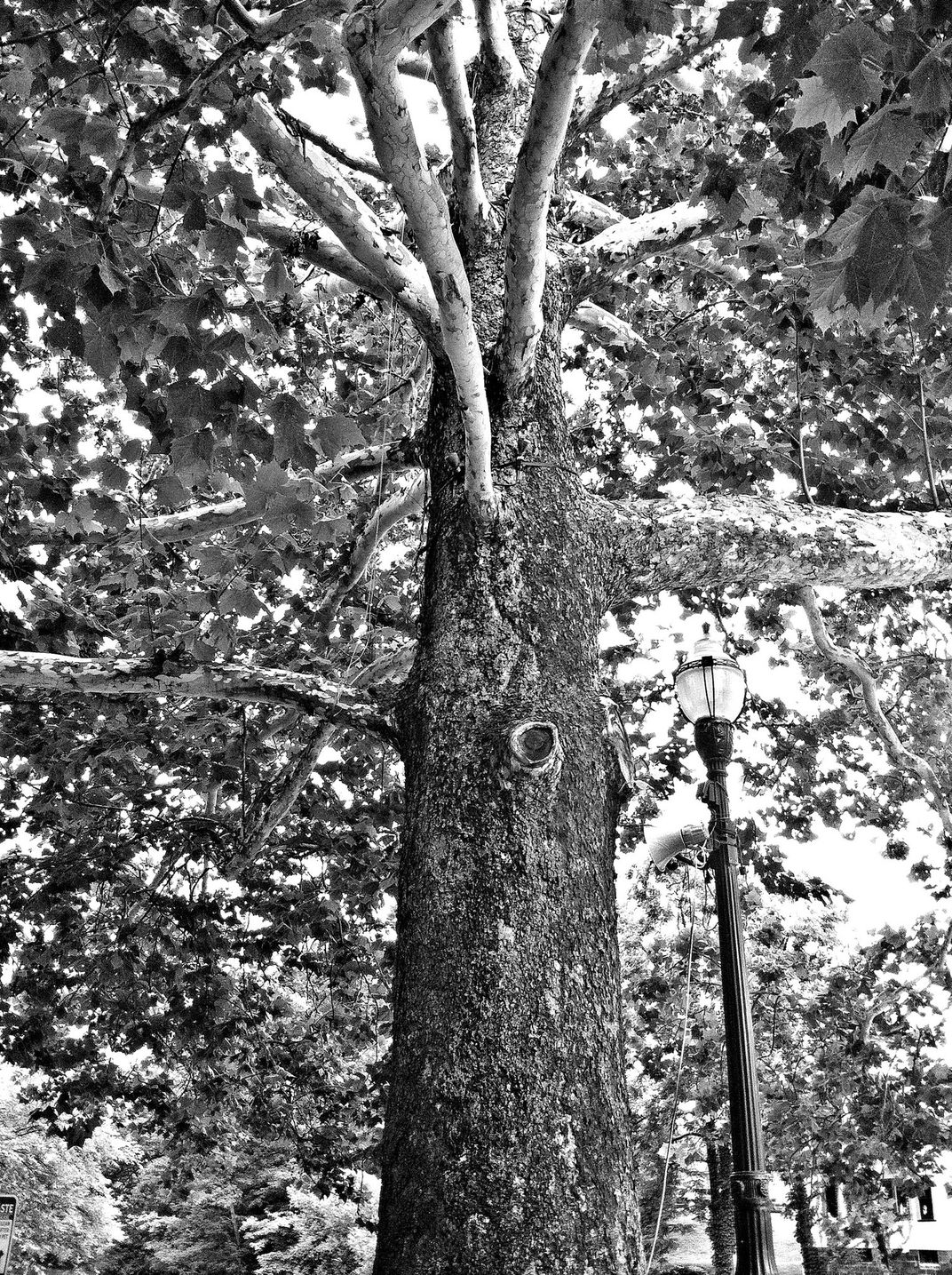 200 Year old tree | Smithsonian Photo Contest | Smithsonian Magazine