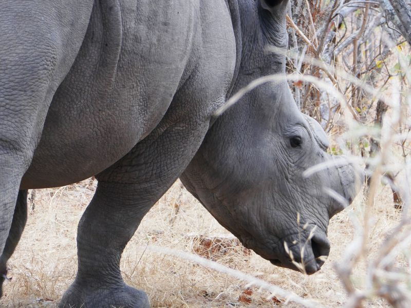 encounter with rhino | Smithsonian Photo Contest | Smithsonian Magazine