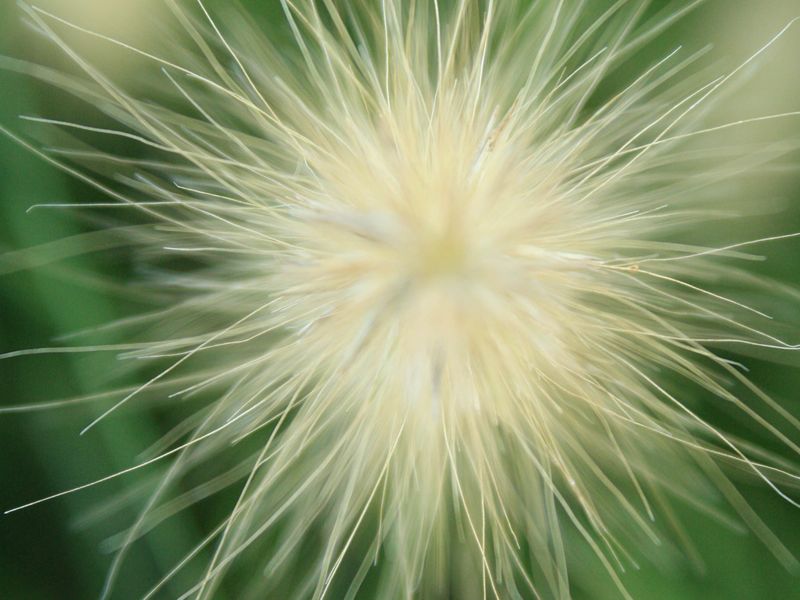 Sleepy grass (Achnatherum robustum) looking from the flower of the ...
