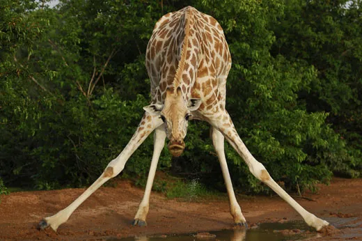 nodding giraffe