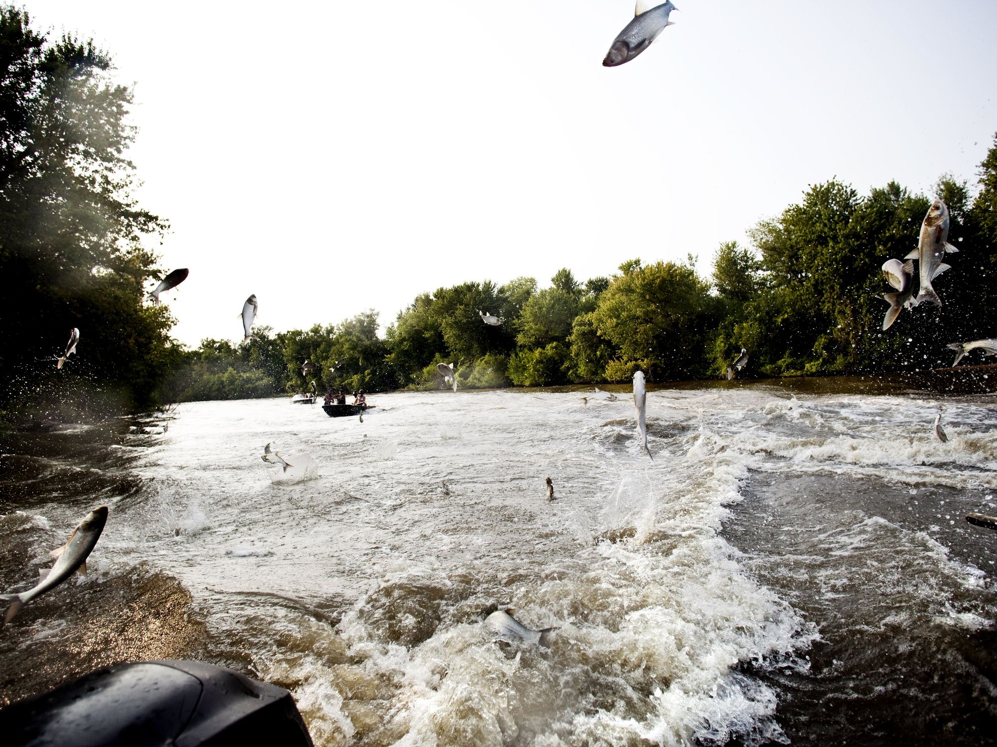 Seven Wild Ways Scientists Are Trying to Stop Invasive Carp