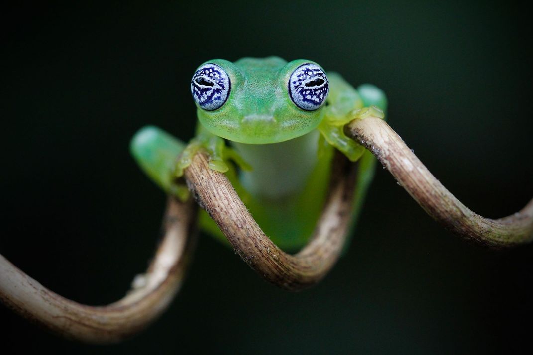 Glass Frog | Smithsonian Photo Contest | Smithsonian Magazine