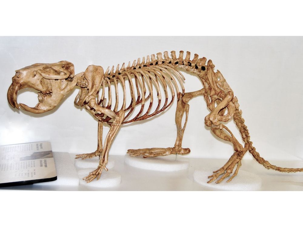 Why Did These Human-Sized Beavers Go Extinct During the Last Ice Age?