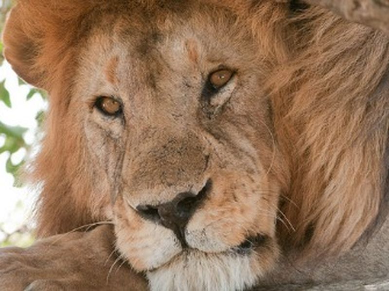 Lion Sad