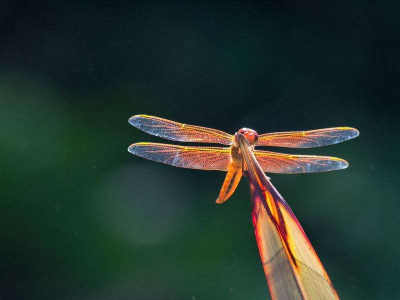 Draganfly | Smithsonian Photo Contest | Smithsonian Magazine
