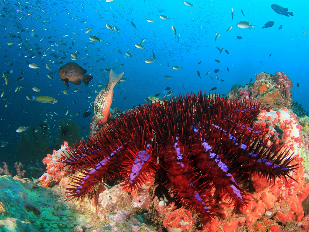 These Hungry Starfish Are Spiraling Out of Control in Australia. Now ...