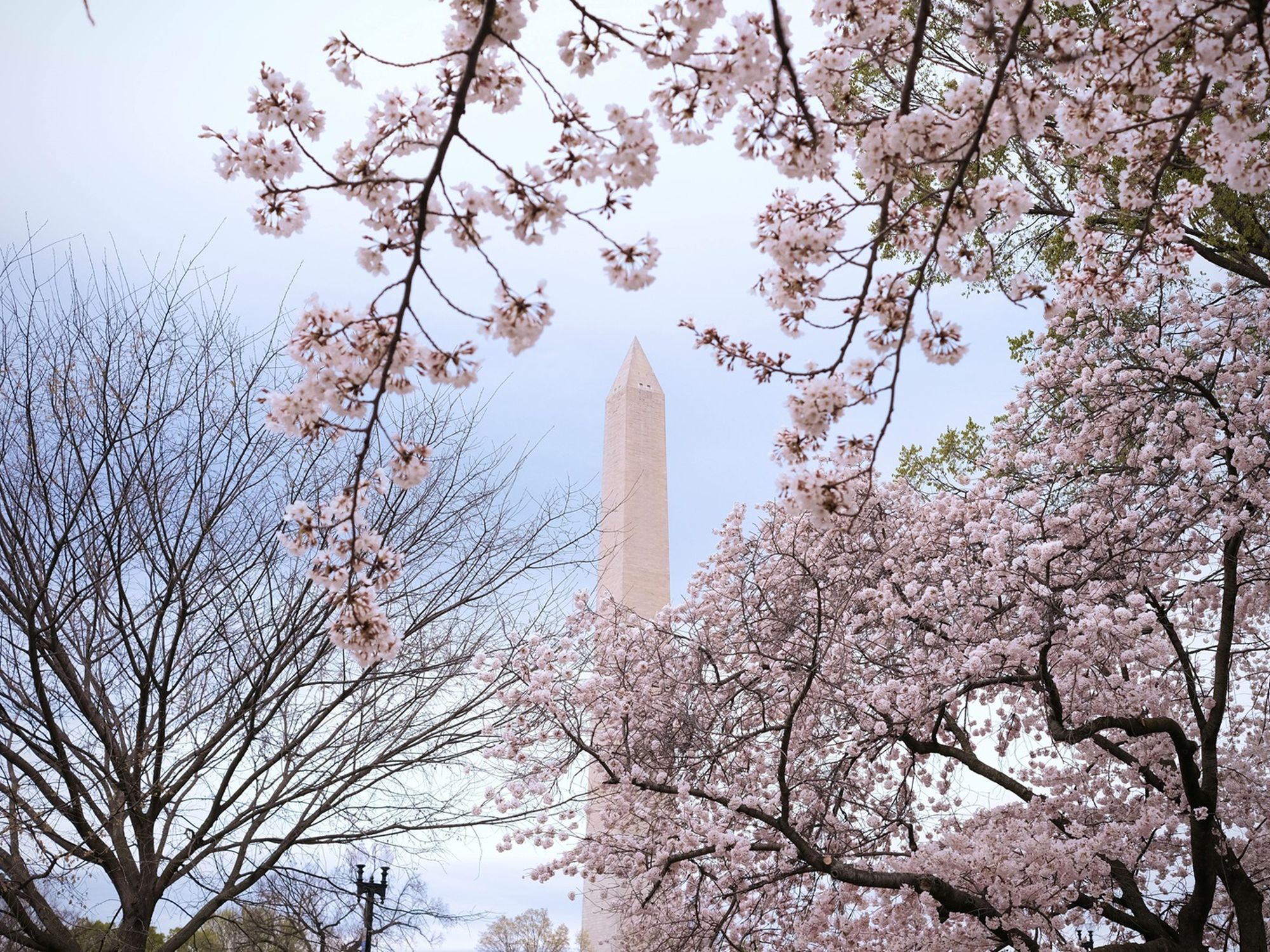 Visiting Washington, D.C. for Spring Break? Pack These Books to Enrich ...