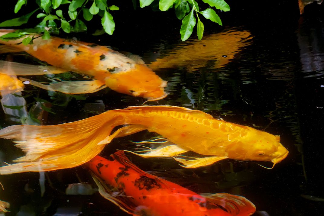 Koi in an indoor pond. | Smithsonian Photo Contest | Smithsonian Magazine