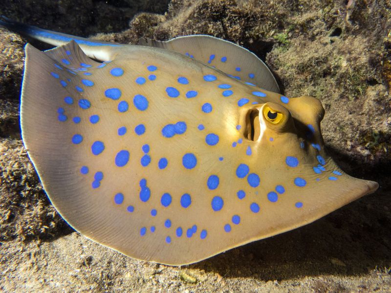 Bluespotted ribbontail ray | Smithsonian Photo Contest | Smithsonian ...