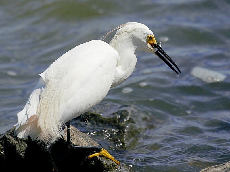 Egret Catching Fish | Smithsonian Photo Contest | Smithsonian Magazine