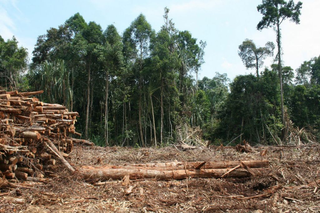 forest being chopped down